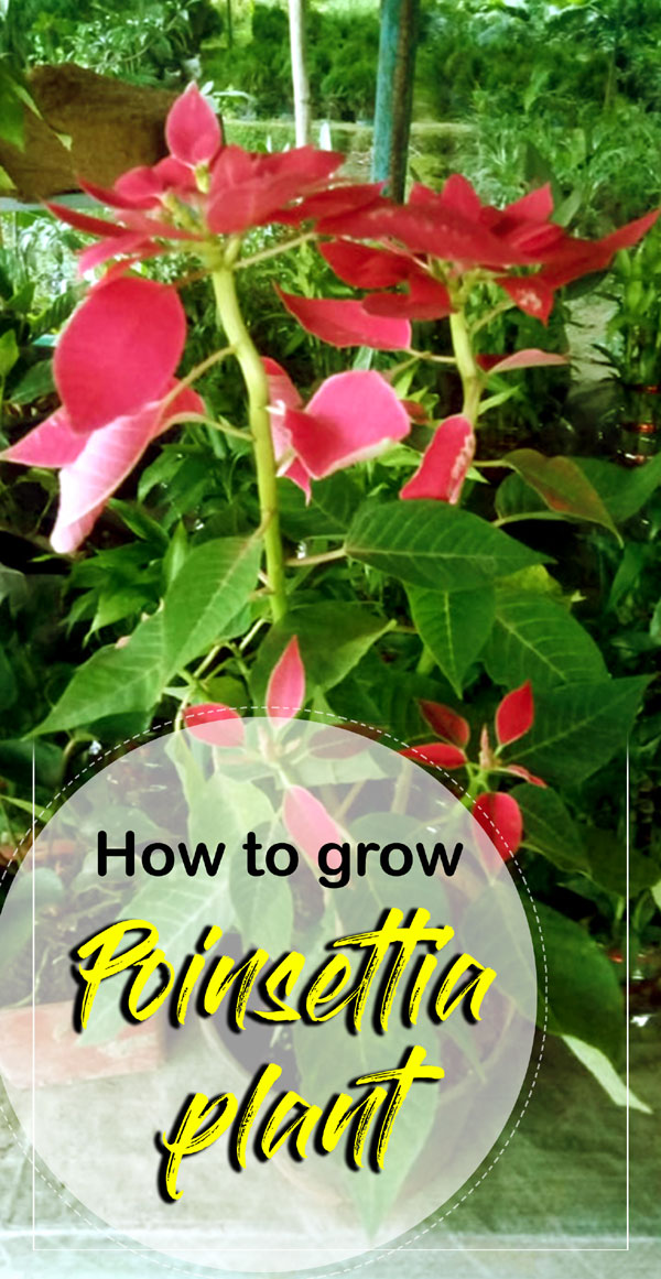 How to grow Poinsettia plant | poinsettia care | Growing Poinsettia