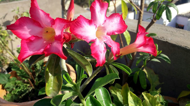 Growing Desert Rose | Adenium plant | How to Grow Adenium plant