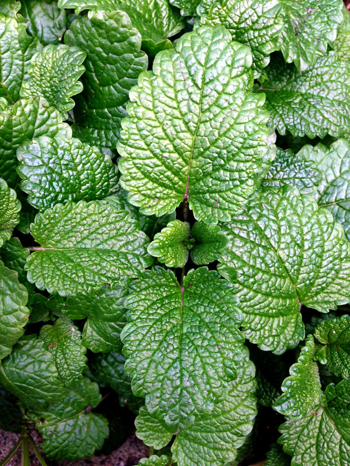 How To Grow Mint In Pots Growing Mint Herb Plant Peppermint Care