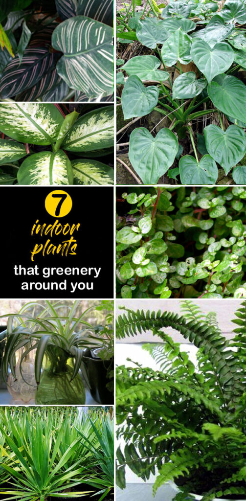 7 indoor plants that greenery around you | Houseplants - Naturebring