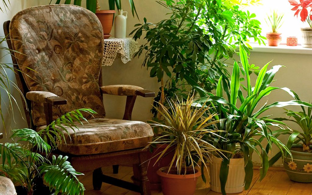7 indoor plants that greenery around you | Houseplants - Naturebring