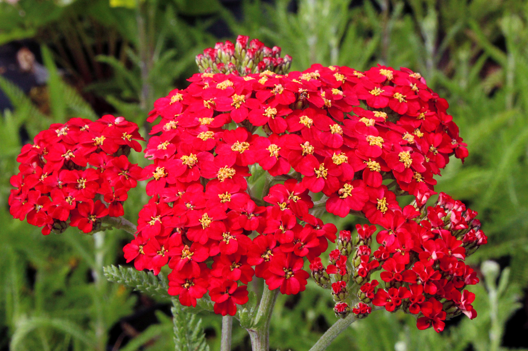 Summer flowers | Long blooming Summer flowers | Summer Perennials ...