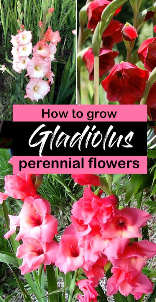 How to Grow Gladiolus | Growing Gladiolus plant | Gladiolus corms ...