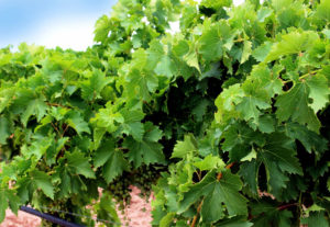 How to Grow Grapes | Growing grapes in containers | Grapevine care ...