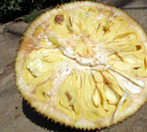 Growing Jackfruit in containers | How to grow jackfruit tree - Naturebring