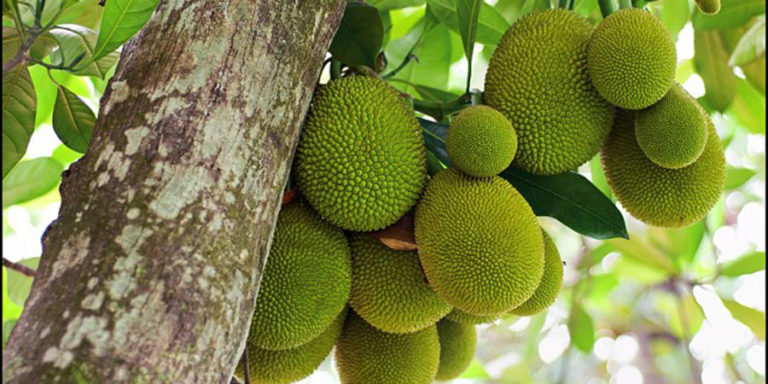 Growing Jackfruit in containers | How to grow jackfruit tree - Naturebring