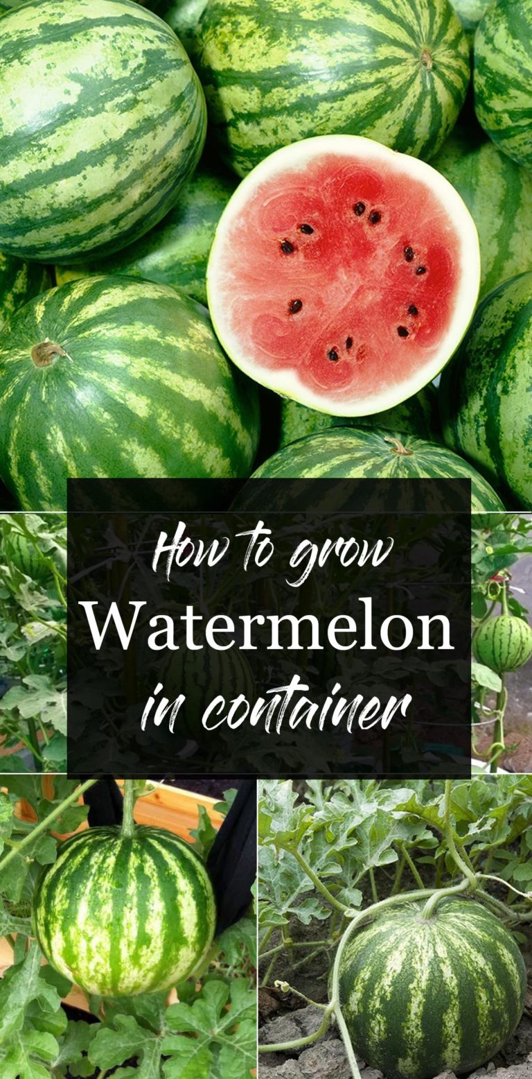 How to grow Watermelon | Growing Watermelon plant - Naturebring