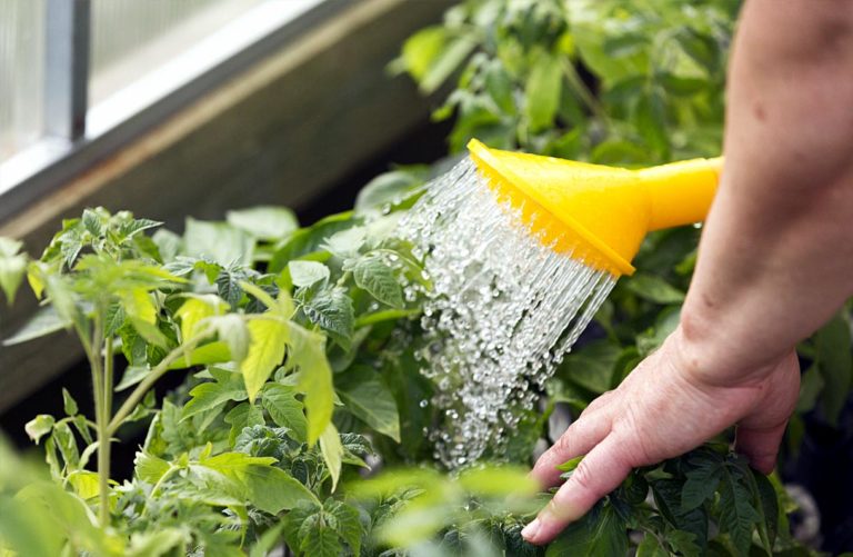 How to water plants | Watering tips for Garden Plants - Naturebring