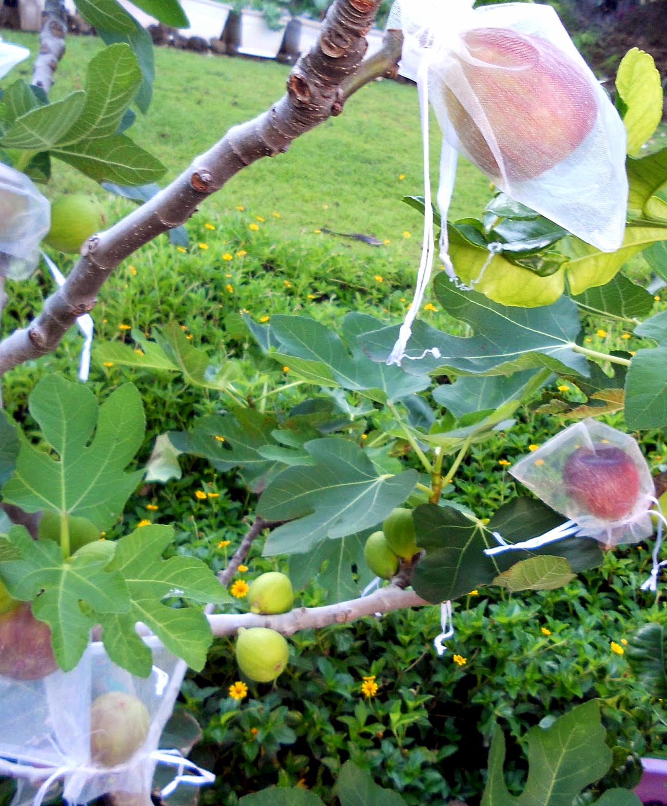 How To Grow Fig Trees In Pot Growing Fig Figs Care Naturebring How To Grow Fig Trees In Pot Growing Fig Figs Care Naturebring