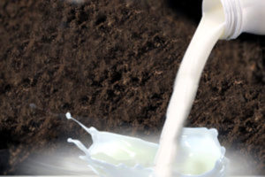 6 Stunning effects of Milk in the garden | Milk in the garden