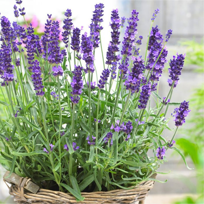 How To Grow Lavender Growing Lavender In Pots Lavender Plant Care How To Grow Lavender Growing Lavender In Pots Lavender Plant Care
