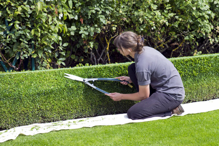 10 Garden Fences keep your privacy | Living Fences | Garden fencing ...