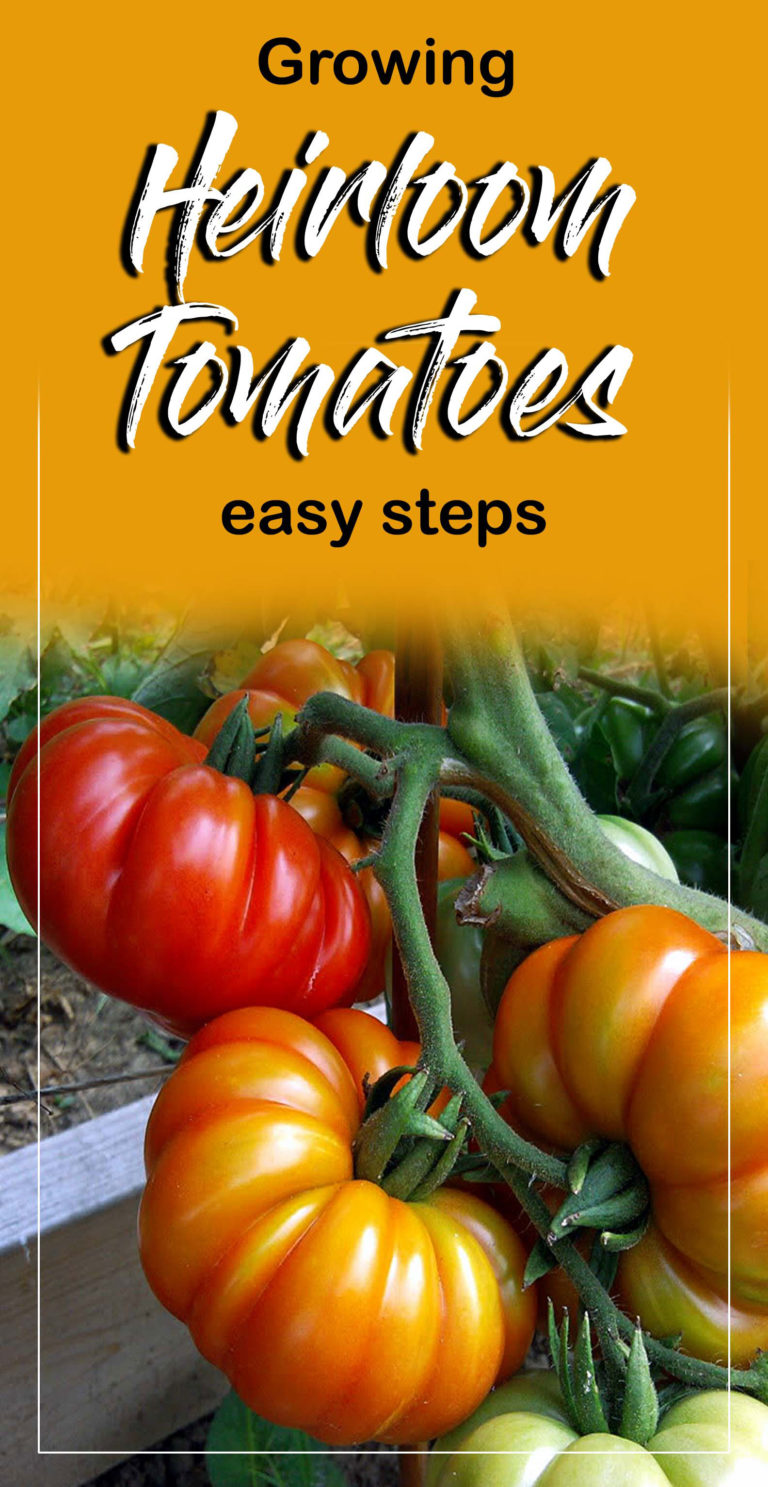 Growing Heirloom Tomato plant | How to grow Heirloom Tomatoes - Naturebring