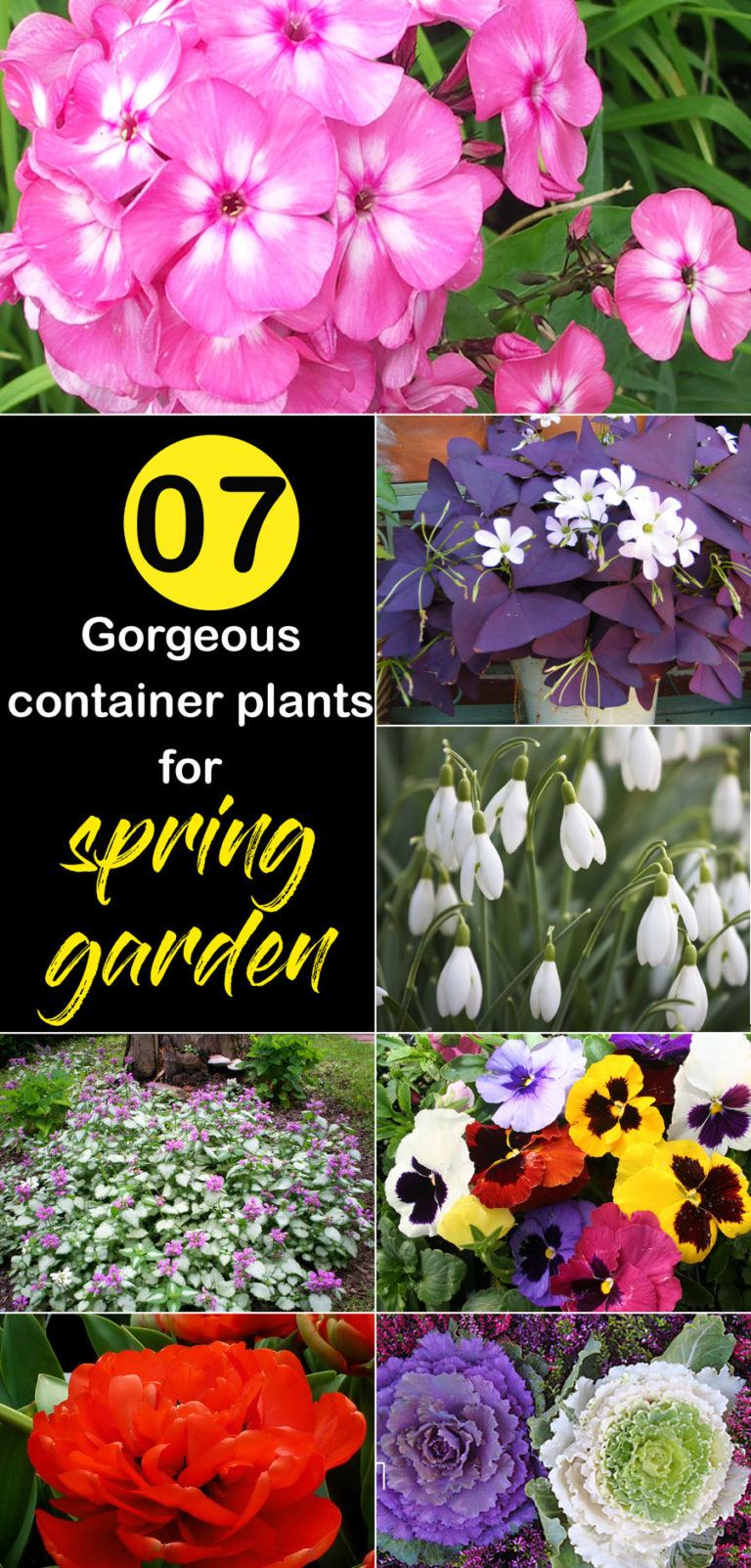 7 Gorgeous container plants for Spring garden | flowering plants ...