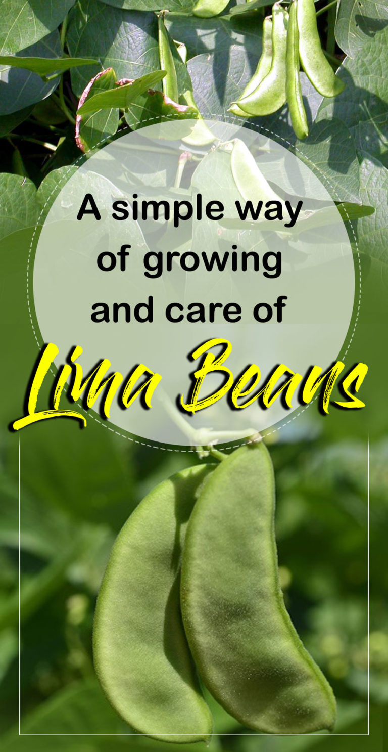 Growing and care of Lima Beans | How to grow Lima Beans | Butter Beans ...