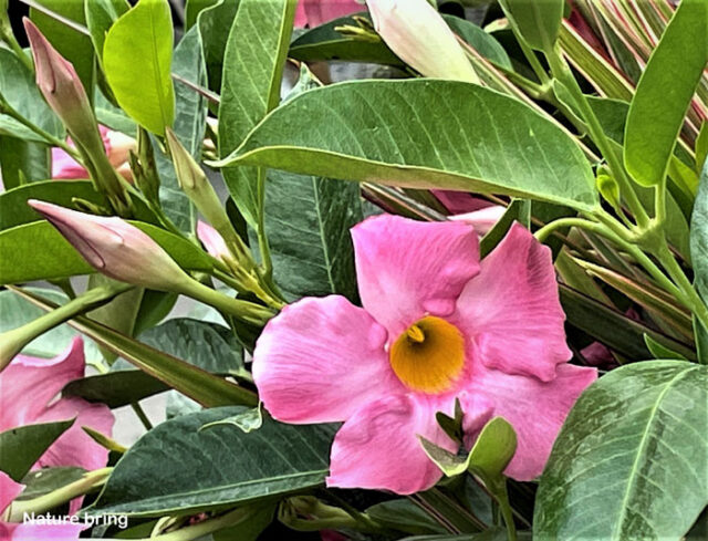 How to grow Mandevilla in a container | Growing Mandevilla plant ...