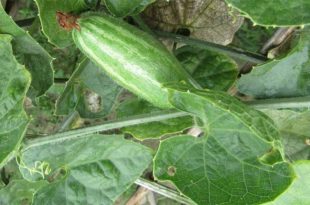 Pointed gourd cultivation | How to grow pointed gourd | Parwal ...