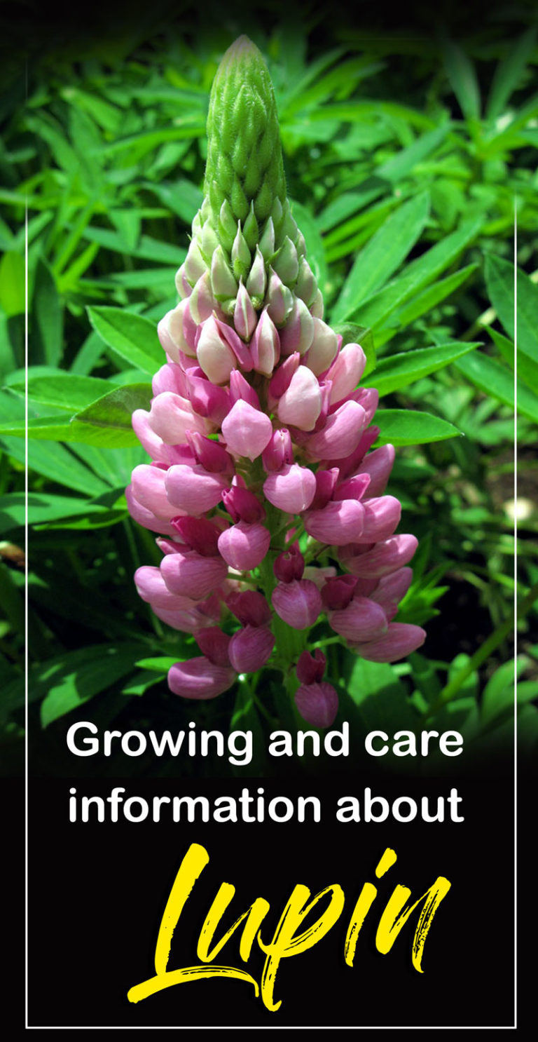 How to grow Lupin | Growing Lupine flowers | Lupin plant care - Naturebring