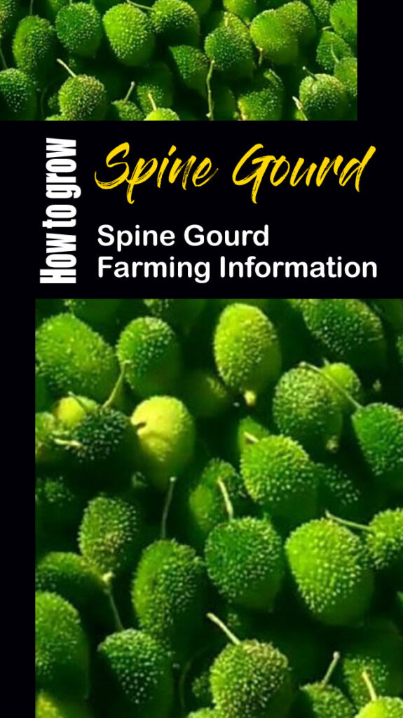 How to grow Spine Gourd | Spine Gourd Farming | Kantola care - Naturebring