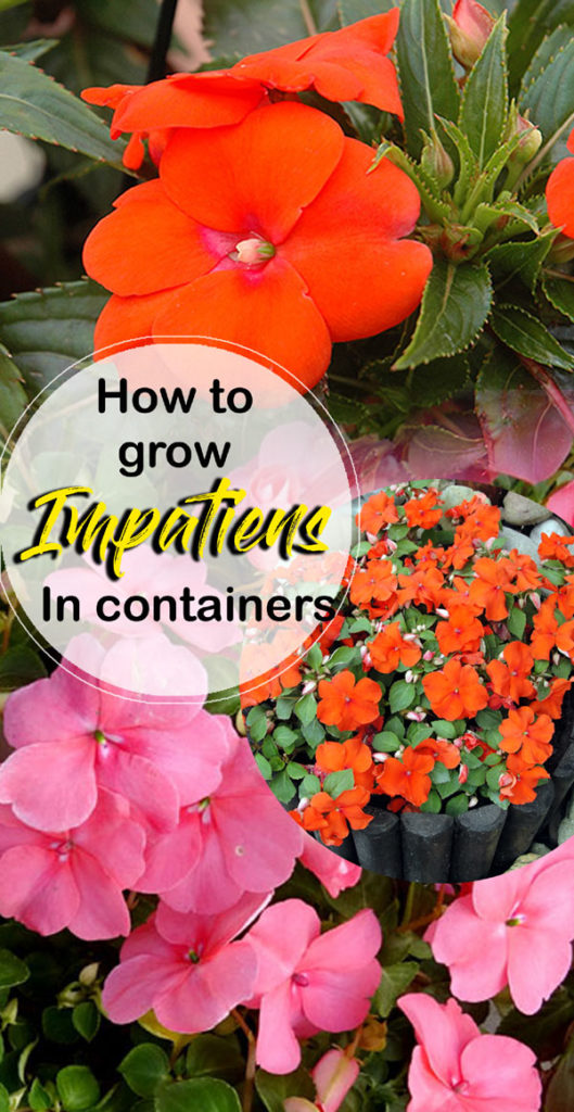 How to grow Impatiens in pots | Growing Impatiens walleriana