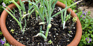 How to grow Onions | Growing Onions in container | Onion care - Naturebring