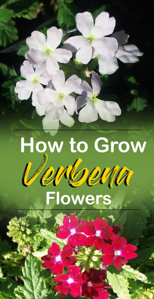 How to grow Verbena | Growing Verbena flowers in pot | Verbena care ...