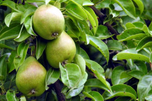 How to grow Pear trees | Growing Pears in pots | Pears care - Naturebring