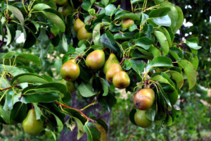 How to grow Pear trees | Growing Pears in pots | Pears care - Naturebring