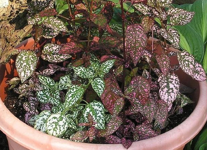 How To Grow Polka Dot Plant Growing Polka Dot Plant Indoors Naturebring