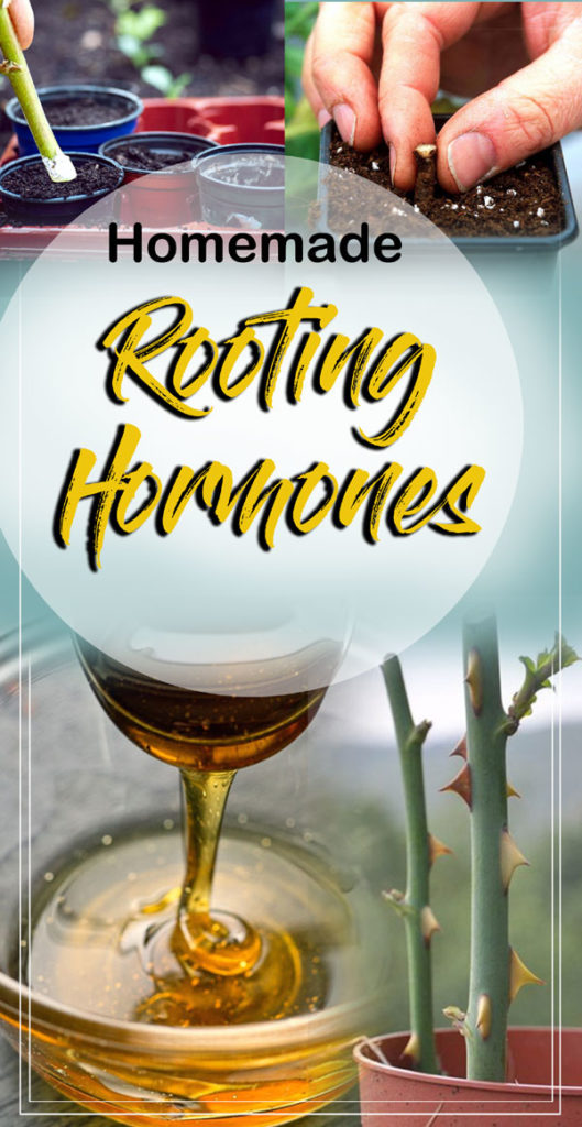 Homemade Rooting Hormones | Rooting Hormones | Root stimulation ...