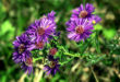 Aster | Growing Asters | How to grow Aster perennial | flowering plant
