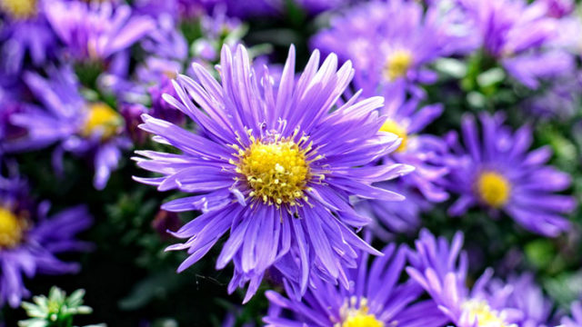 Growing Asters | How to grow Aster perennial | flowering plant