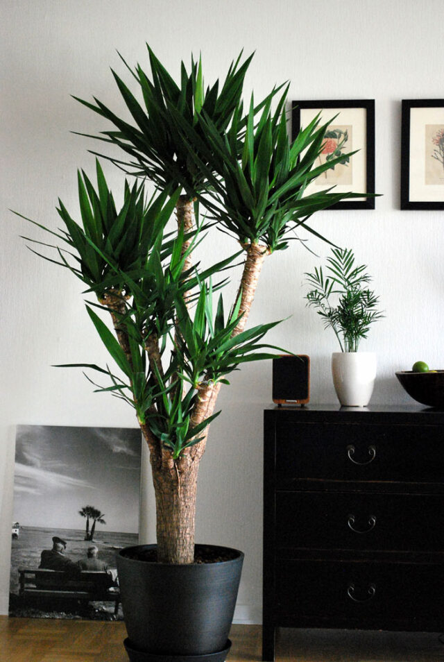 How to grow Yucca plants | Growing Yucca | Yucca plants care - Naturebring