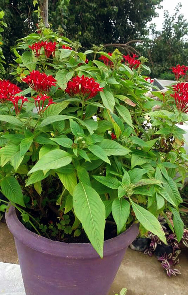 How to grow Pentas flower | Pentas plant care | Pentas lanceolata ...