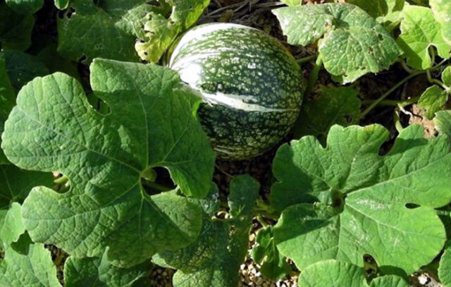 Growing and caring Shark fin melon | Cucurbita ficifolia | fig leaf ...