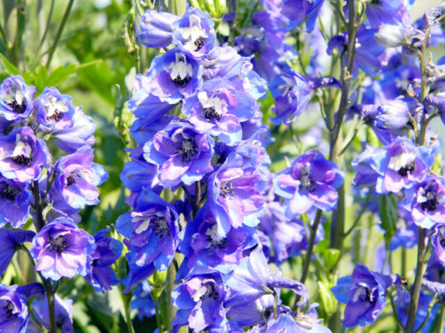 How to Grow and Care for Delphinium plants | Growing perennial larkspur ...