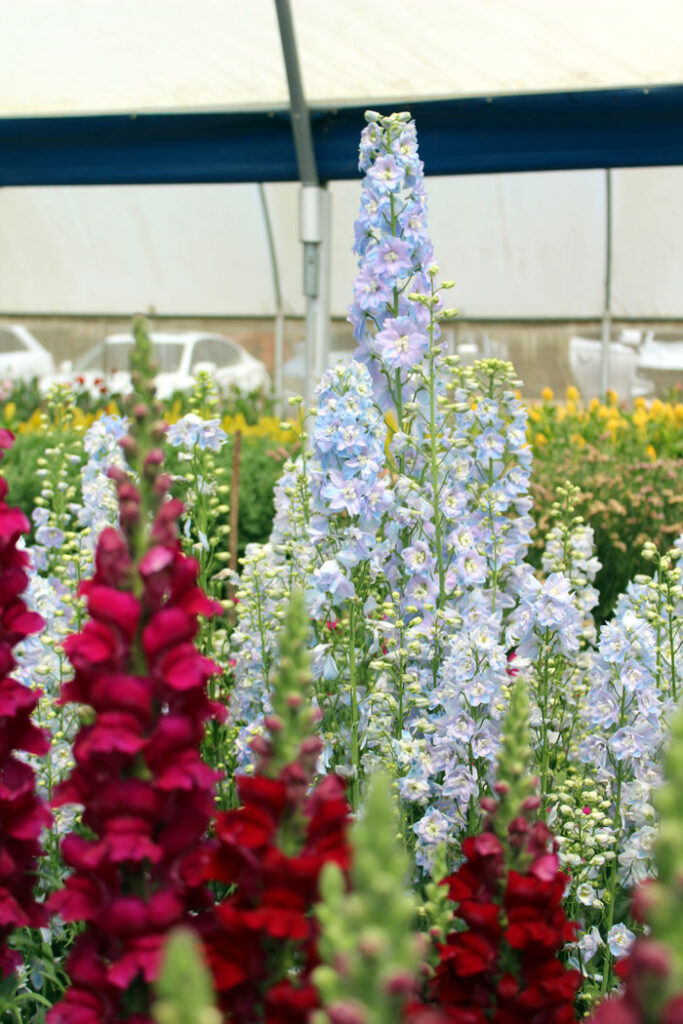 How to Grow and Care for Delphinium plants | Growing perennial larkspur ...
