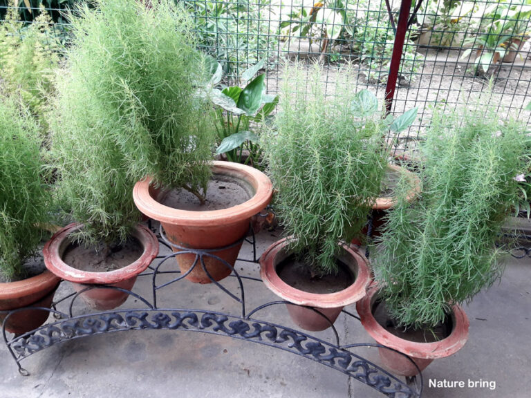 How to grow Kochia plant | Growing Kochia Scoparia (burning bush ...