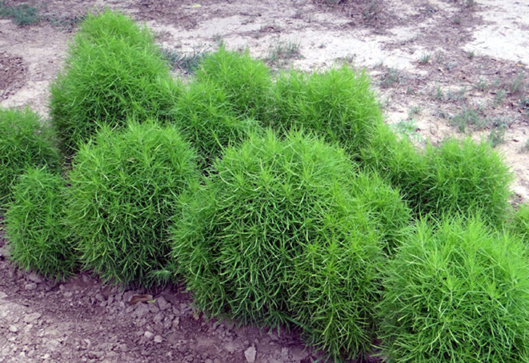 How to grow Kochia plant | Growing Kochia Scoparia (burning bush ...