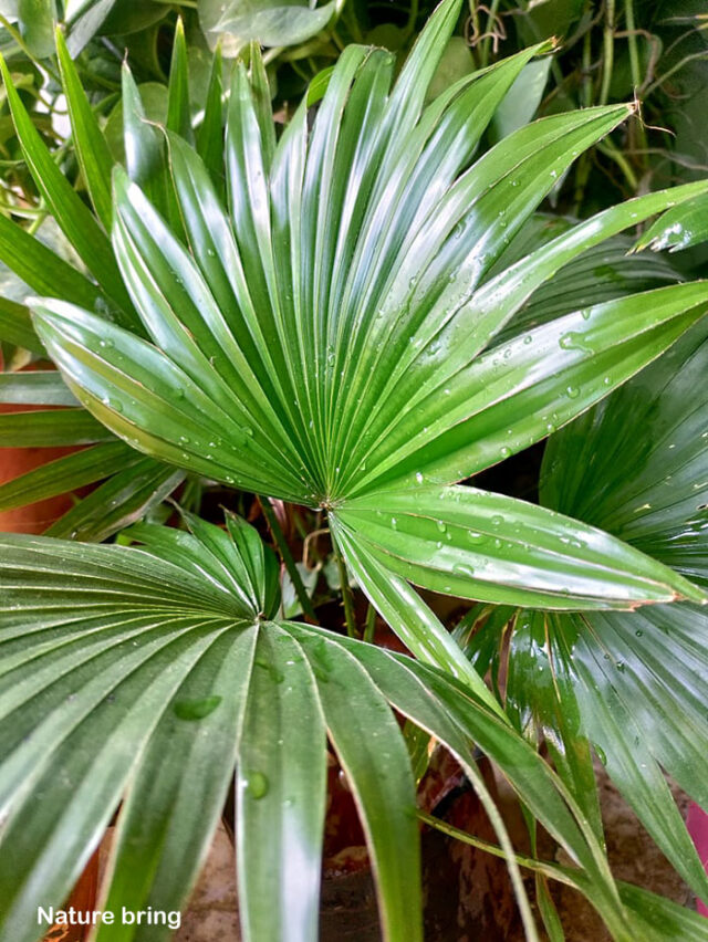 09 Different Types of Palm Trees | Varieties Of Palm Trees - Naturebring
