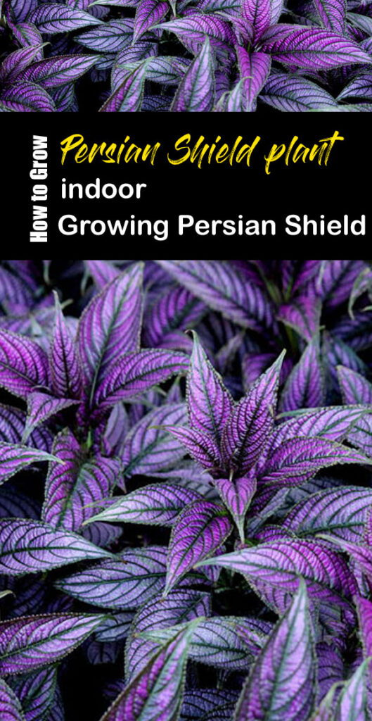 How to Grow Persian Shield Plant indoor | Growing Persian Shield ...