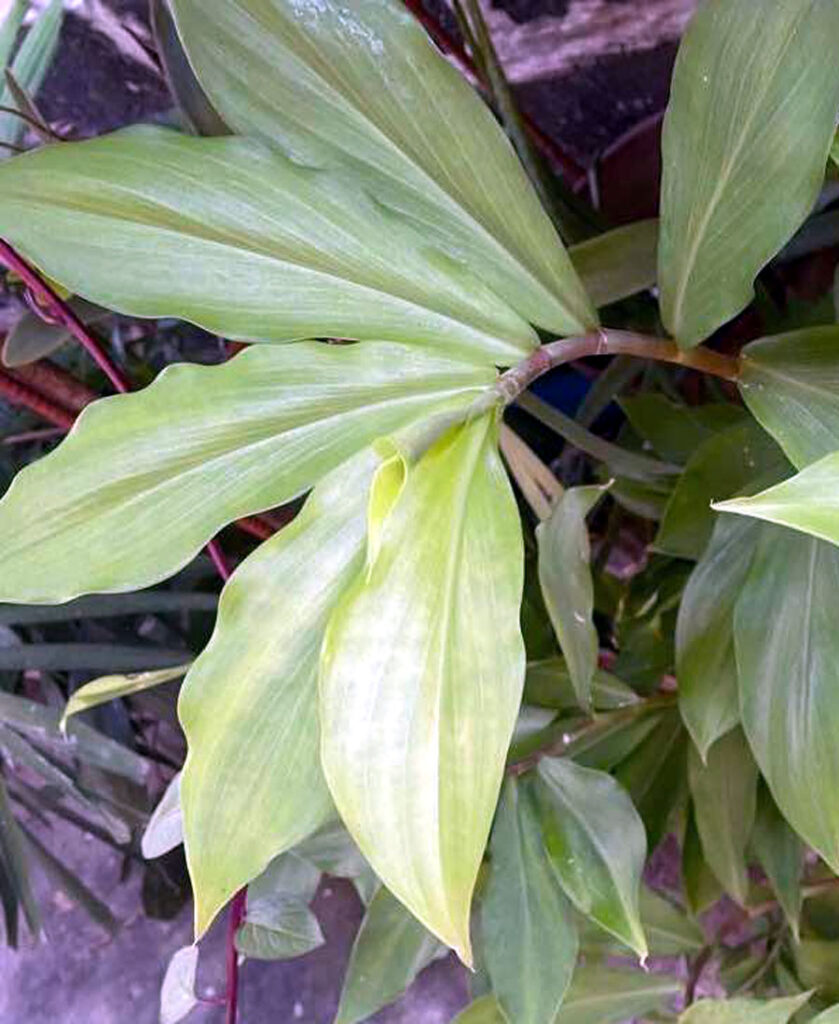 How to grow insulin plant (chamaecostus cuspidatus) | Fiery Costus ...