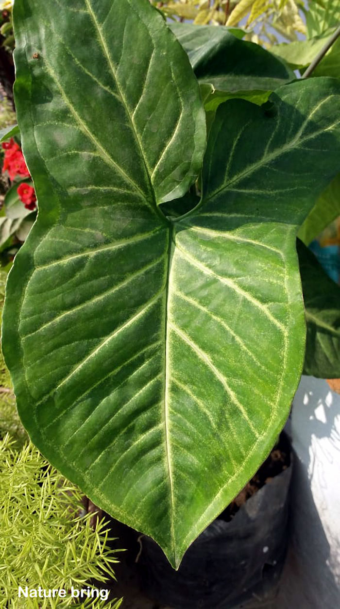 How to Grow and Care Syngonium Plant | Growing arrowhead plant