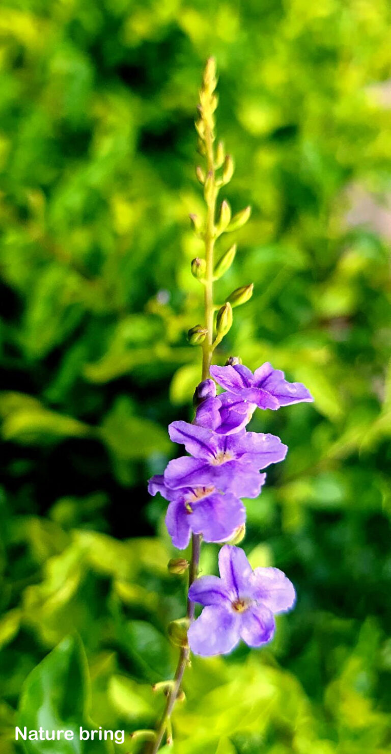 How to Grow Duranta Plant | Growing Tips For Golden Dewdrops
