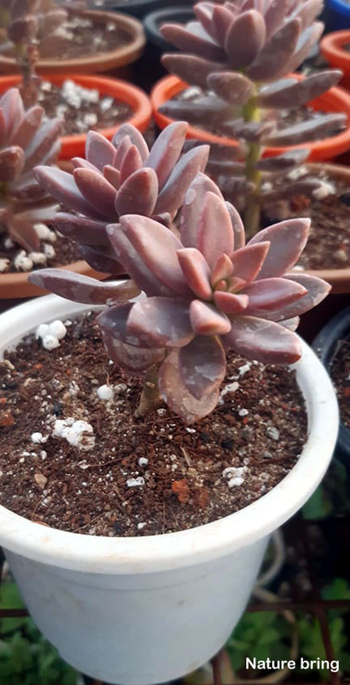 How to Grow and Care for Pachveria Plant | Growing powder puff plant