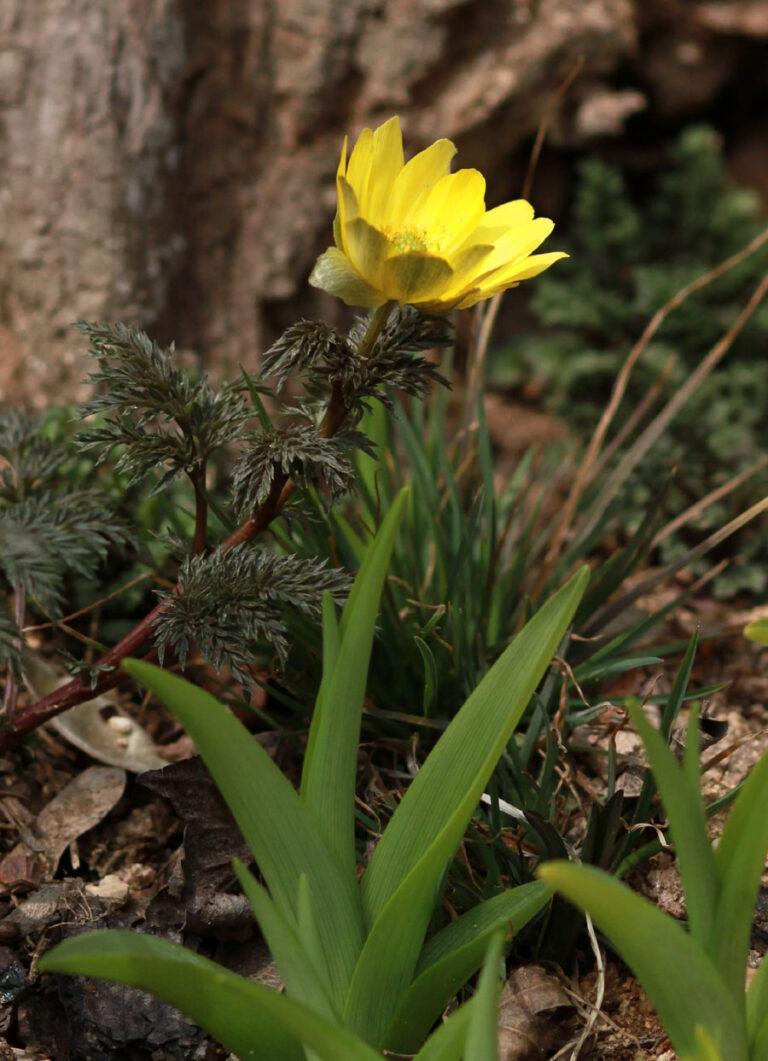 How to Grow and Care Amur Adonis Plant | Growing Adonis plants