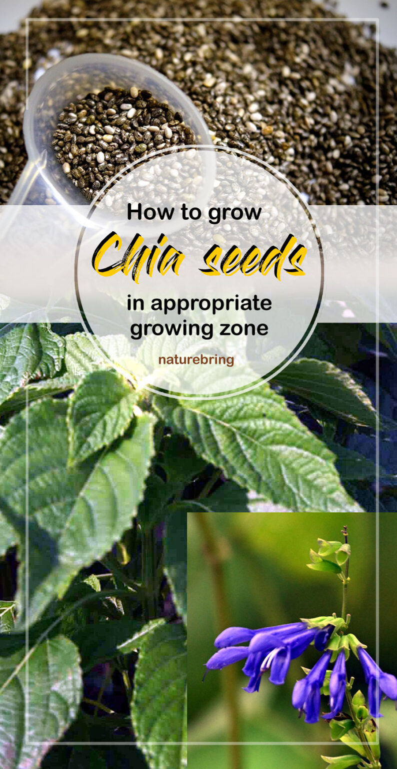 Chia seeds Growing in appropriate growing zone | Chia plant