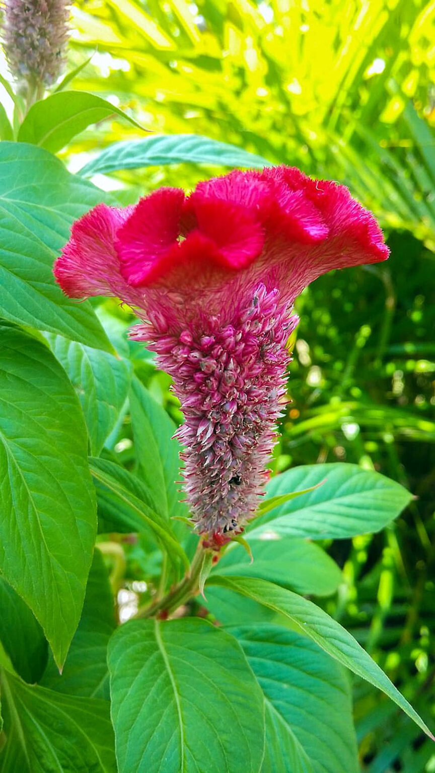 How to Grow Celosia Flowers | Growing Cockscomb in India