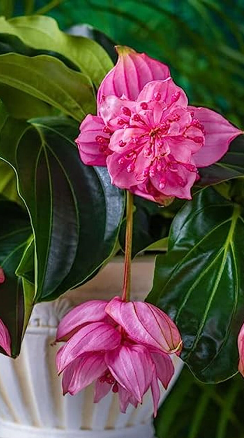 How to Care Medinilla Magnifica Plant | Growing Rose Grape