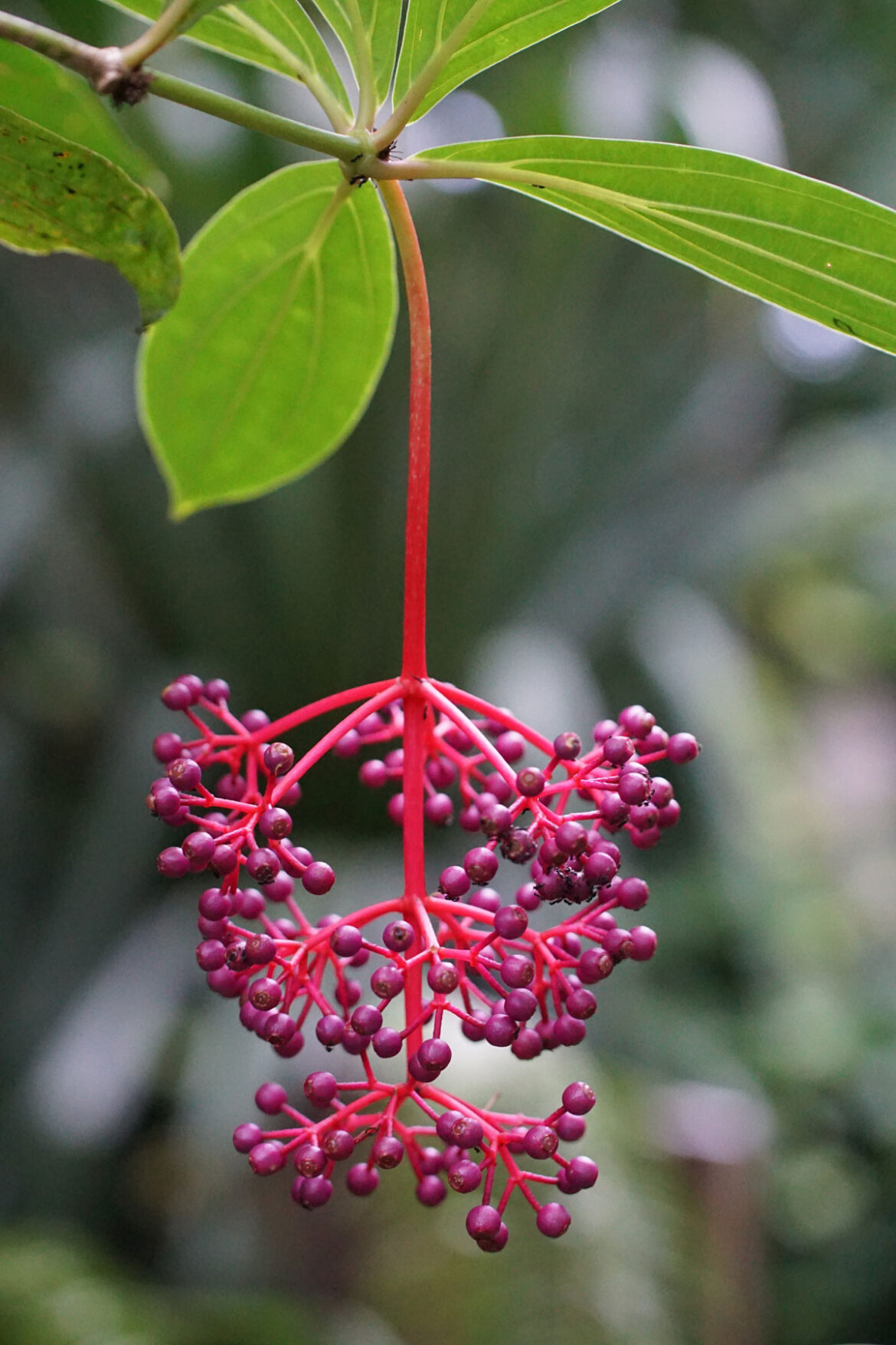 How to Care Medinilla Magnifica Plant | Growing Rose Grape